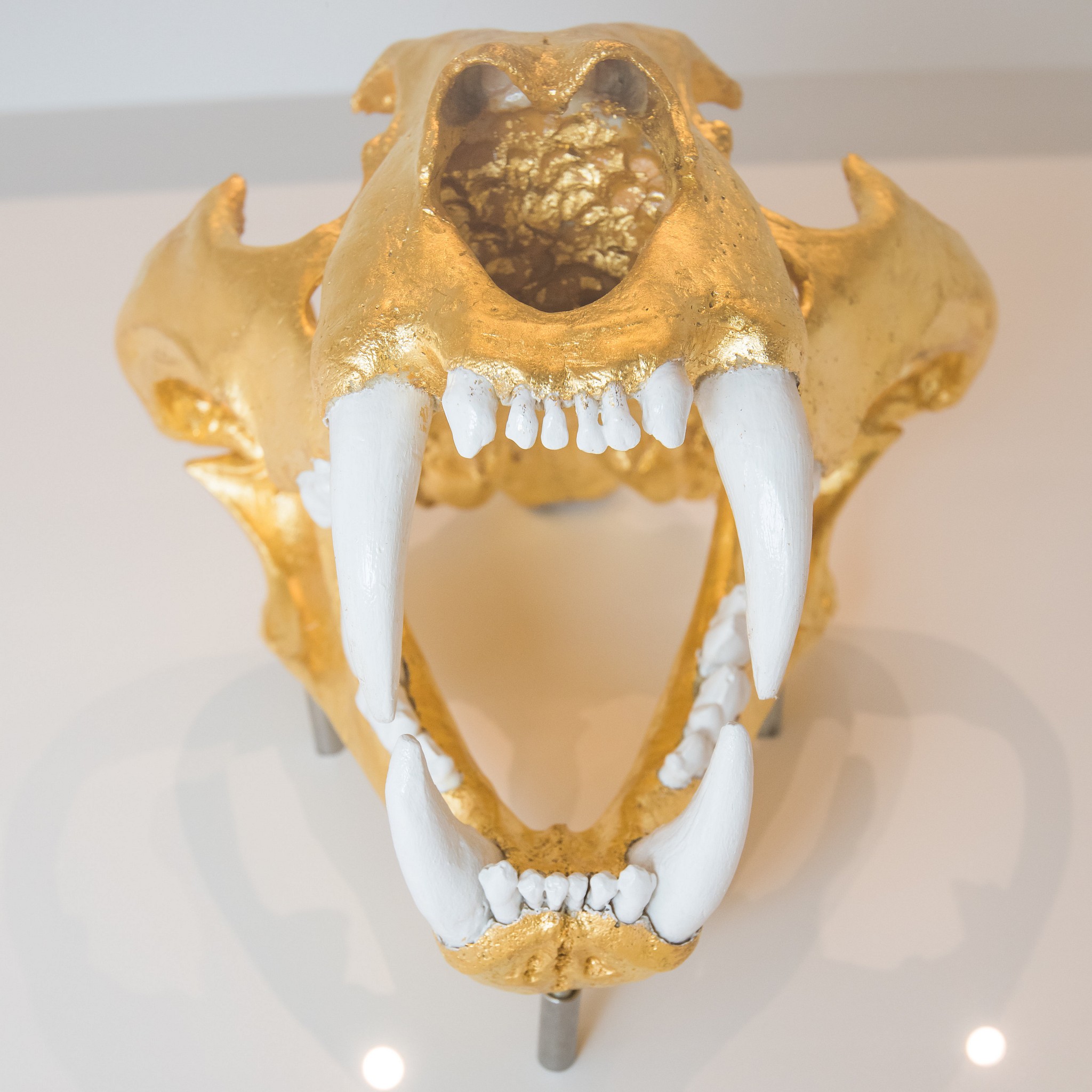 Siberian Tiger Skull